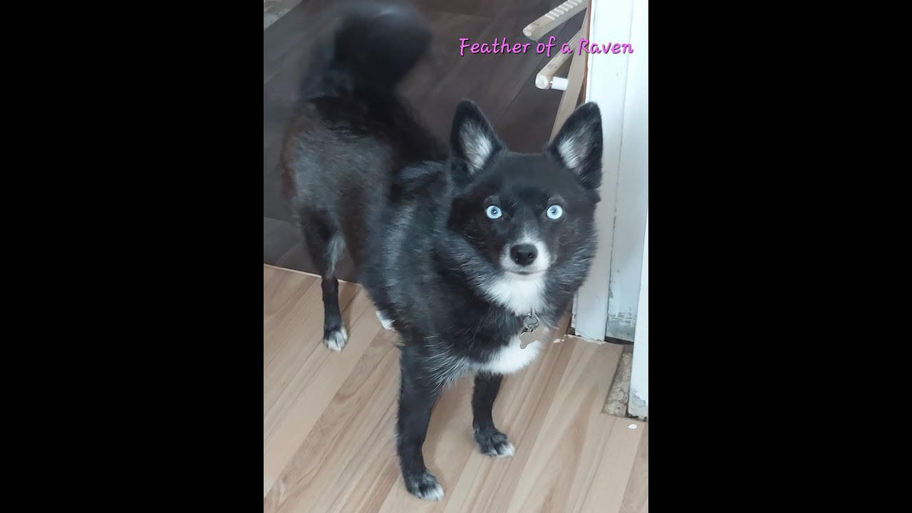 RAVEN'S MICRO MINI POMSKIES 403-990-5144 - YouTube