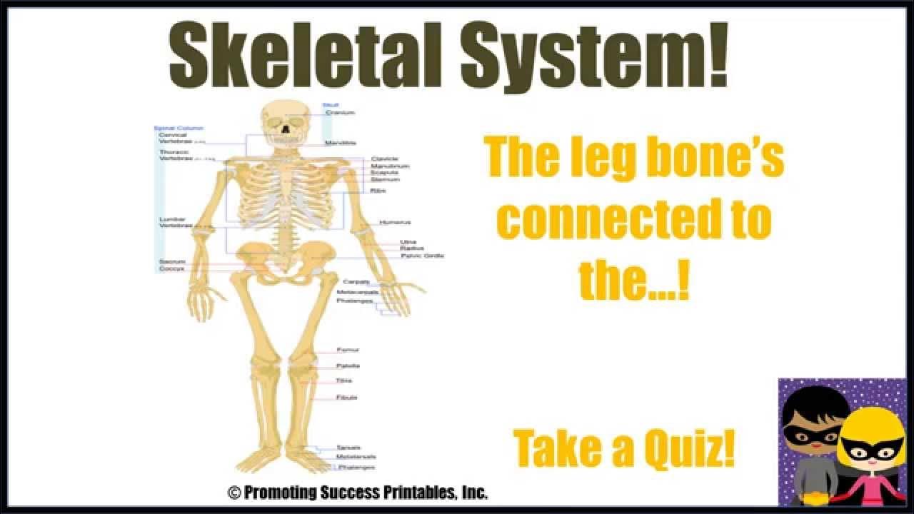 Skeletal System Human Body Skeleton Science Video for Middle Elementary ...