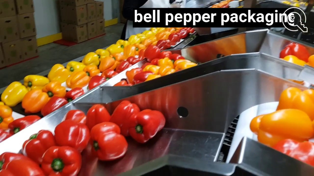 RM UCD 15PPH 2M Automated Pepper Bagging - YouTube