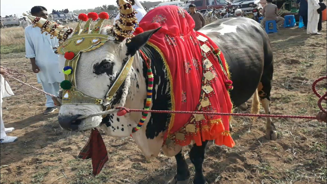 wonderfull powerfull bulls in pakistan jalsa dand - YouTube