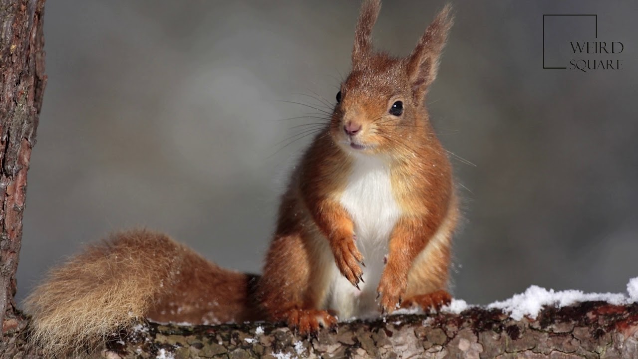 Interesting facts about red squirrel by weird square - YouTube
