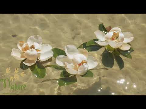 Flowers floating in water 🌼#Shorts