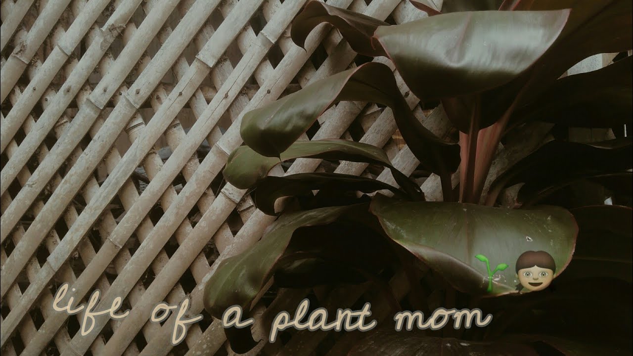 plant tour 🌱 life in province| Philippines - YouTube