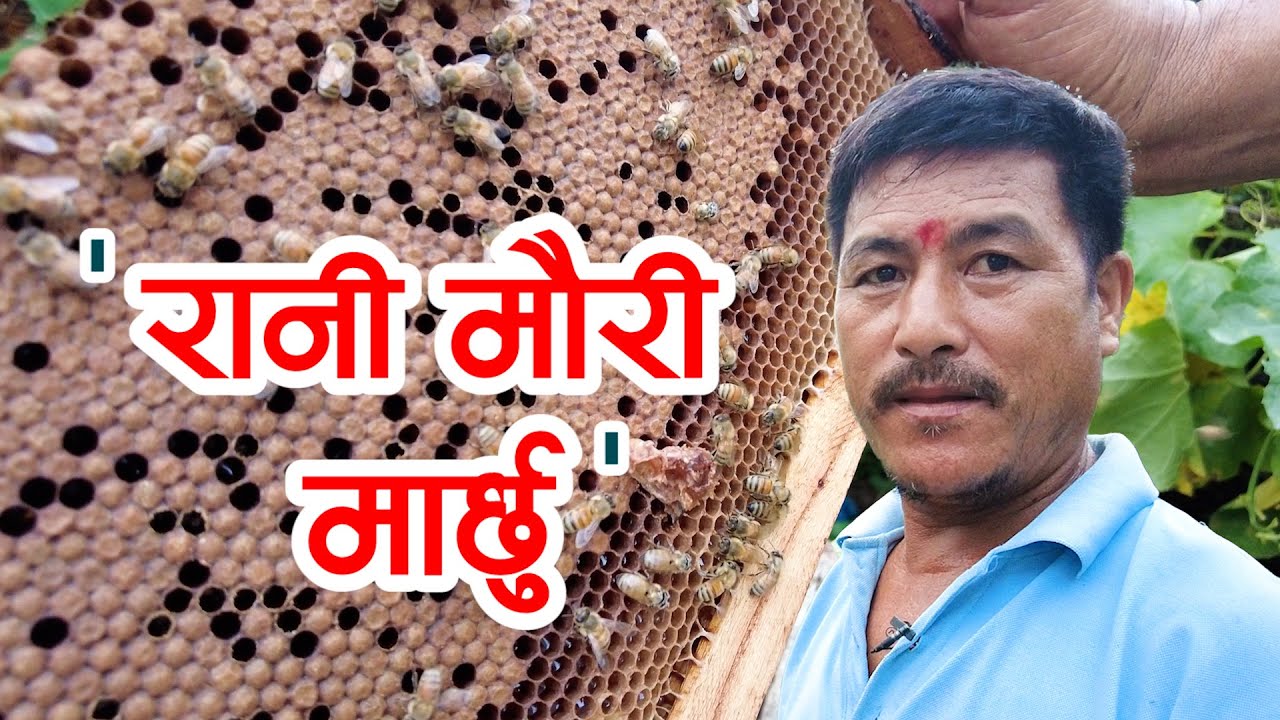 मौरी पालनको गोप्य कुरा 🤷 यो कोहि पनि बताउदैन || Mauri Palan in Nepal ...