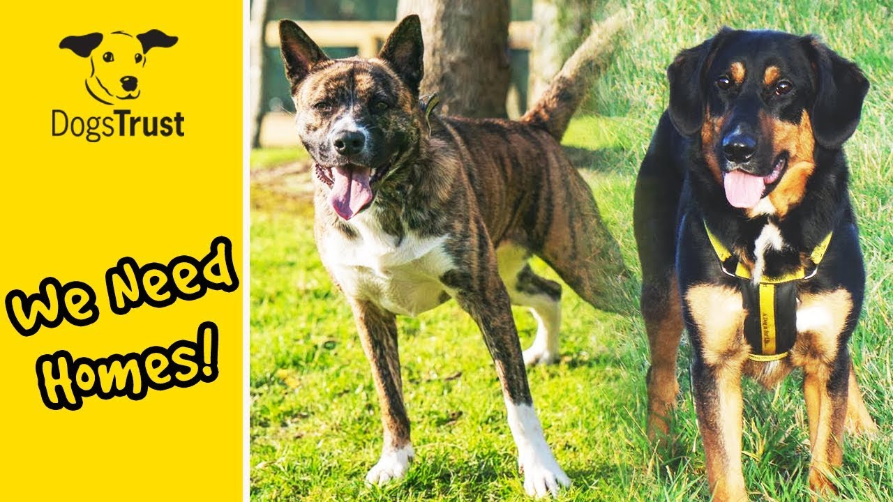 Our Dogs of the Week! | Can You Give Them a Home? | Dogs Trust - YouTube