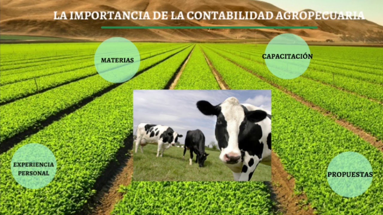 Ejemplo de Activo Biologico NIC 41 - YouTube