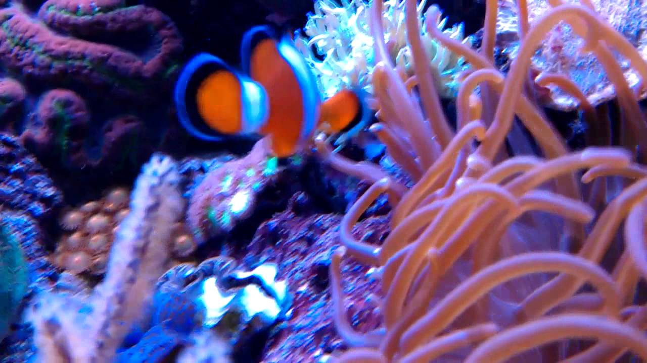 Clown fish in sand anemone - YouTube