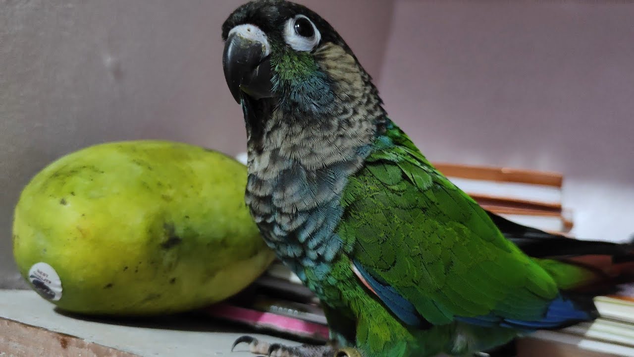 beauty of pearly conure , outside cage - YouTube