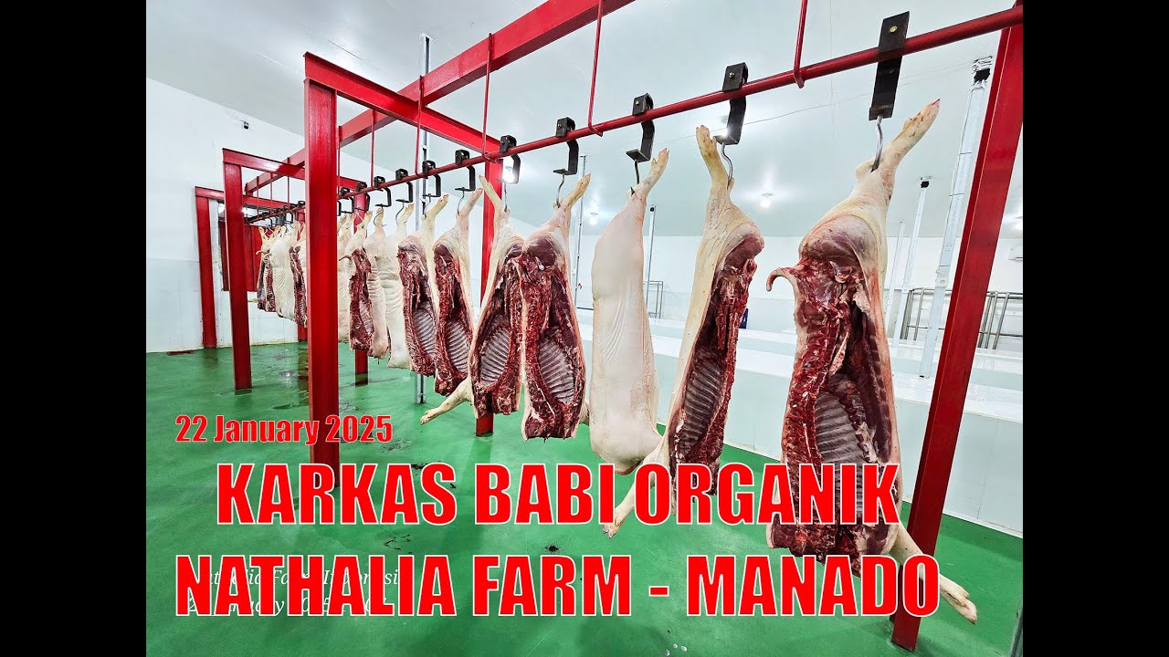 KARKAS BABI ORGANIK KE SULAWESI UTARA - YouTube