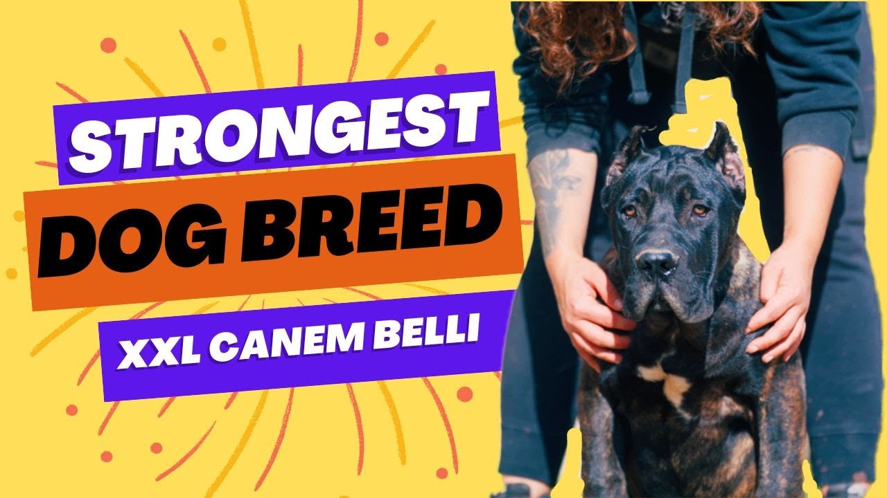 Canem Belli Super Pups ( XXL Bandogs ) - YouTube