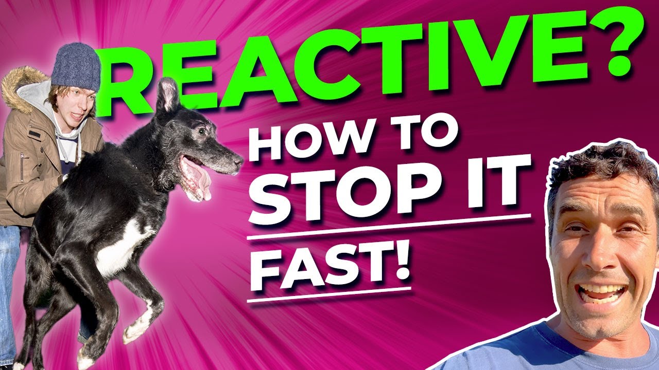 How To Stop Dog Reactivity: Actionable Tips From Master Trainer, Doggy ...