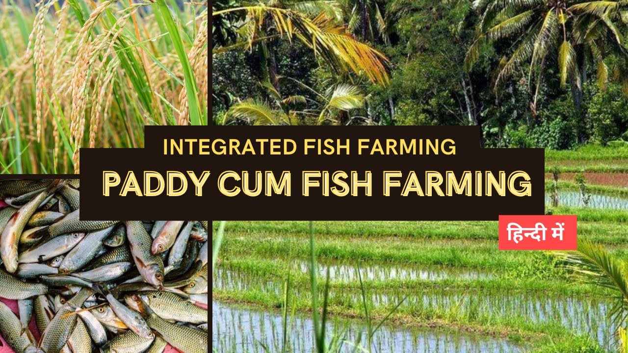 IFF(INTEGRATED FISH FARMING) PART2 TYPE 1 PADDY CUM FISH FARMING #iff # ...
