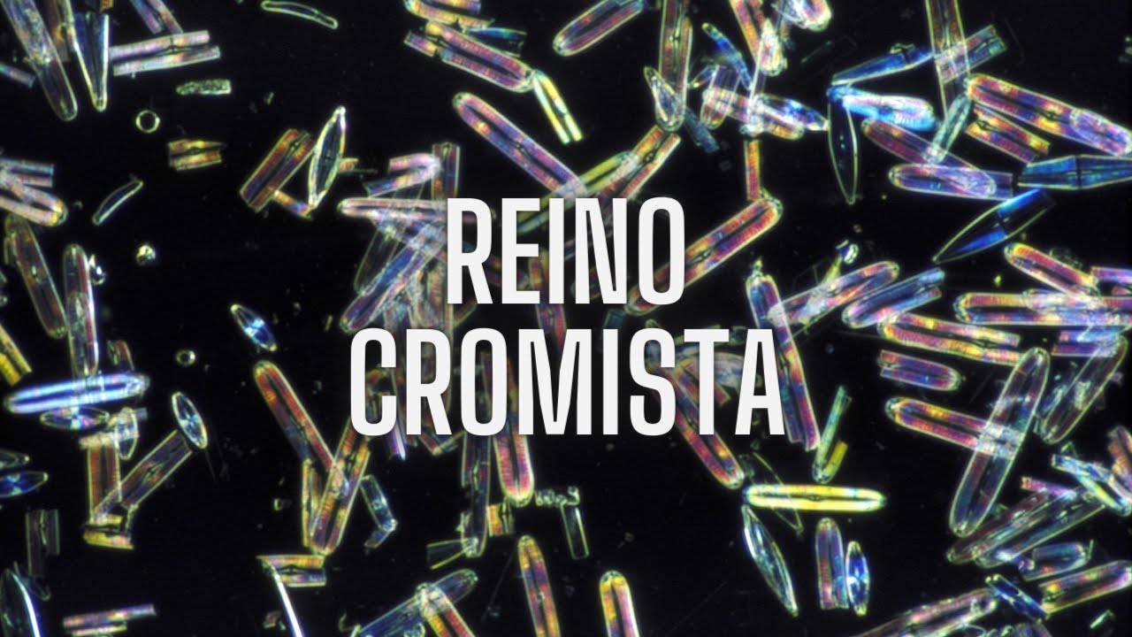 REINO CROMISTA | Biología | #biologíacelular #biología #protozoa # ...