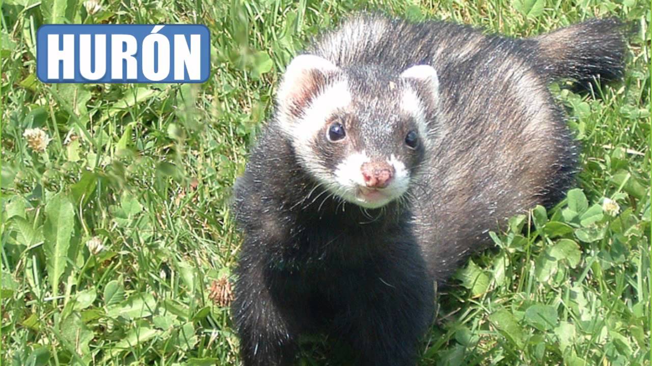 Wilbooks-Spanish-Animal Flashcards 2 - YouTube