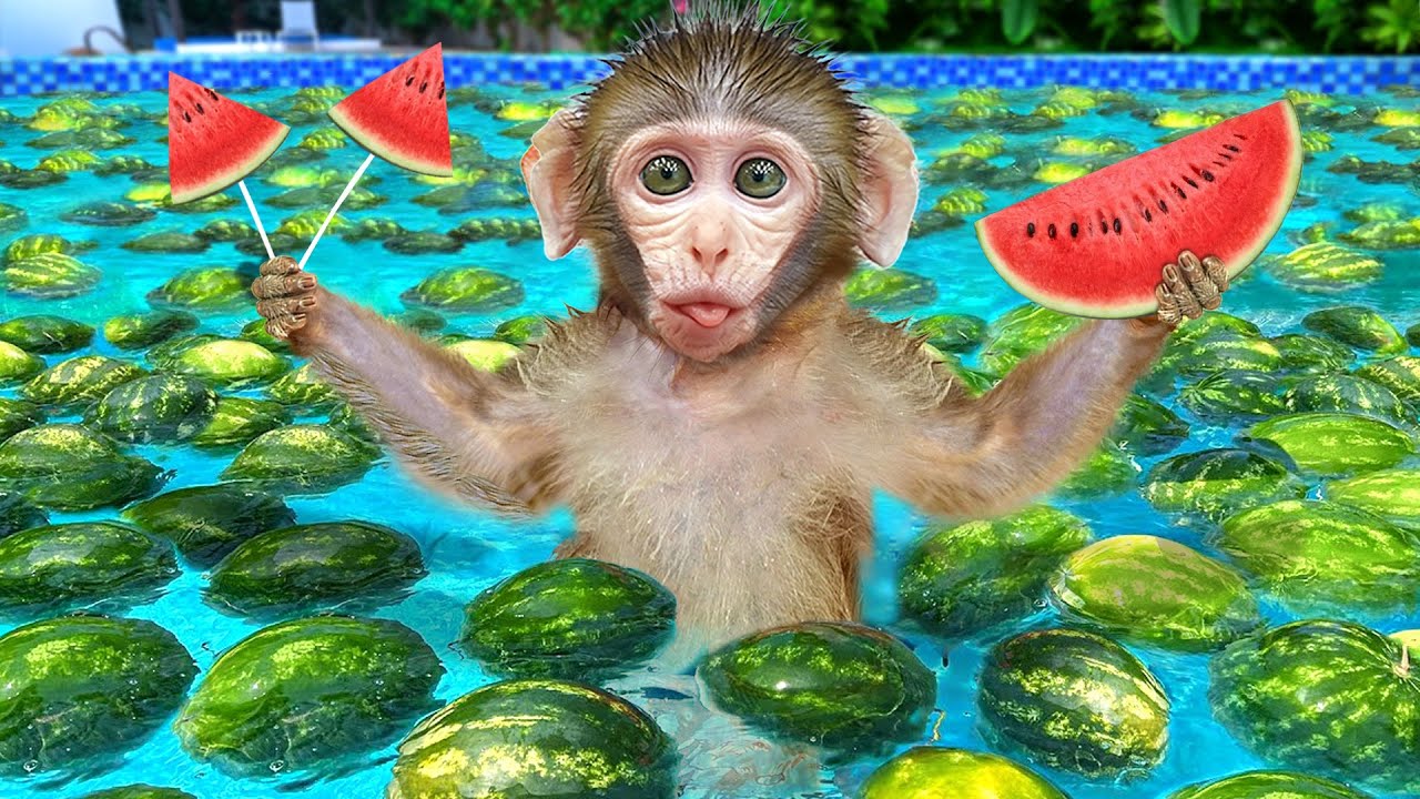 Bobi monkey swims in a swimming pool full of watermelons | Animal BoBi ...