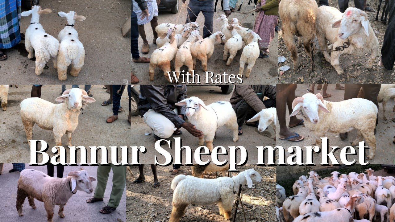 Every Saturday Malvalli Bannur Sheep market - YouTube