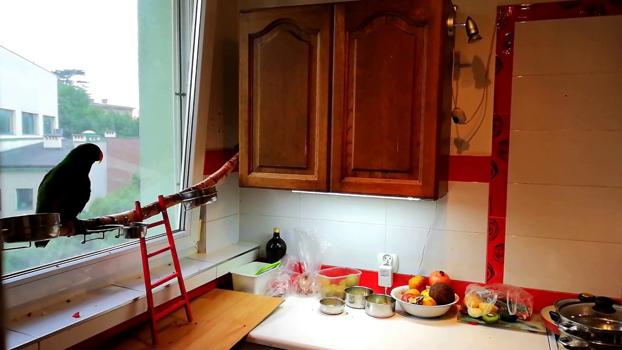 eclectus - gadająca papuga Lora wielka / Lorek się pyta kto to jest ...