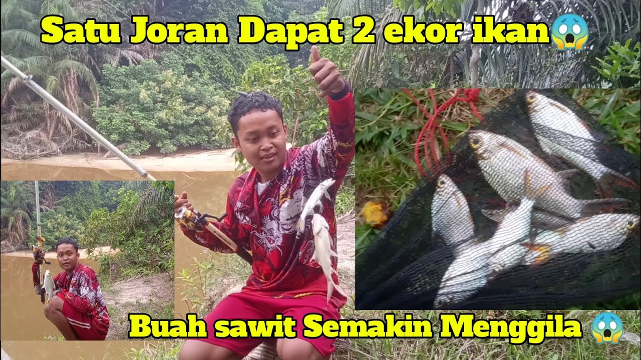 Dari 3 joran yang di gunakan|| hanya satu Joran Yang Berhasil jackpot😱 ...