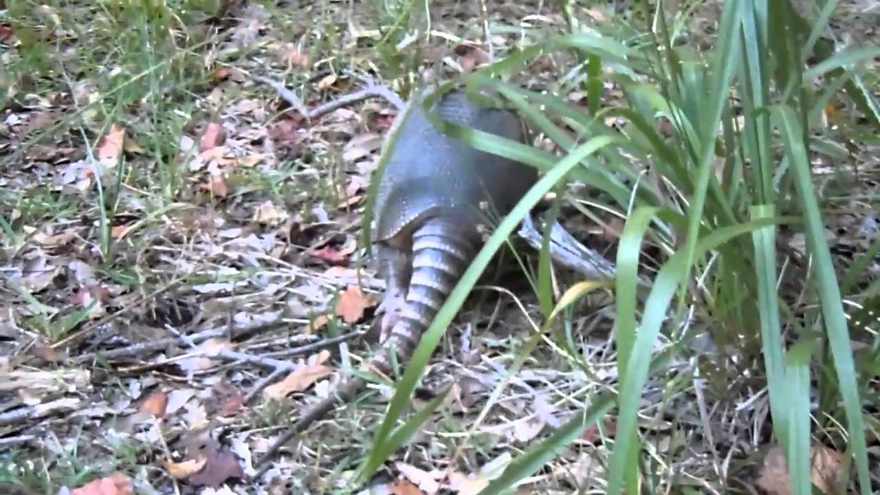 Armadillo foraging, Forida, 2010 - YouTube
