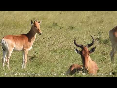 hartebeest herd on the plateau - part 2 - only one horn!