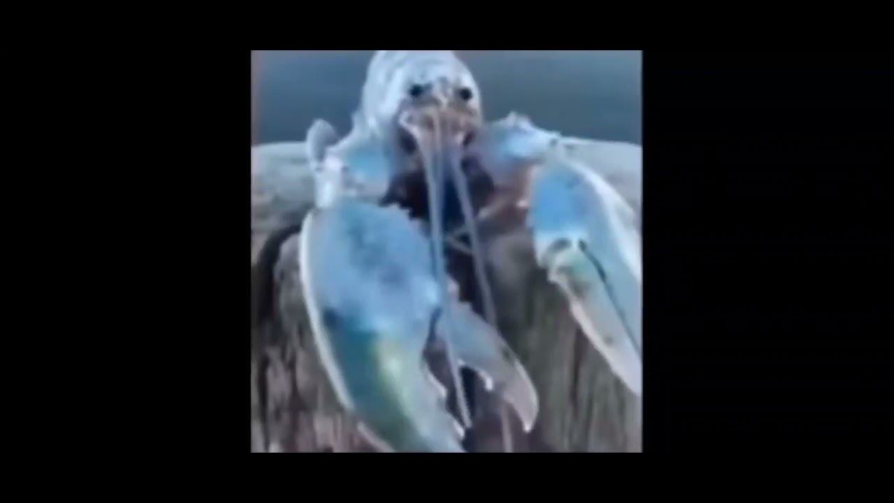 blue lobster meme - YouTube