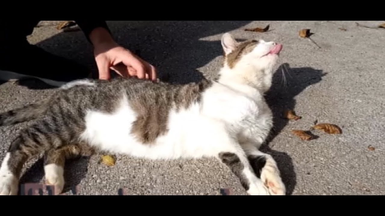 Cat loves getting his back scratched - YouTube