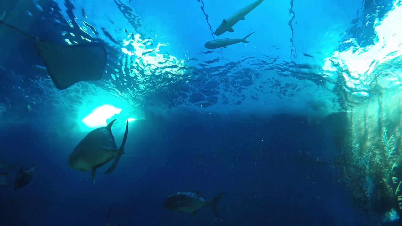 Maui Shark Dive - YouTube