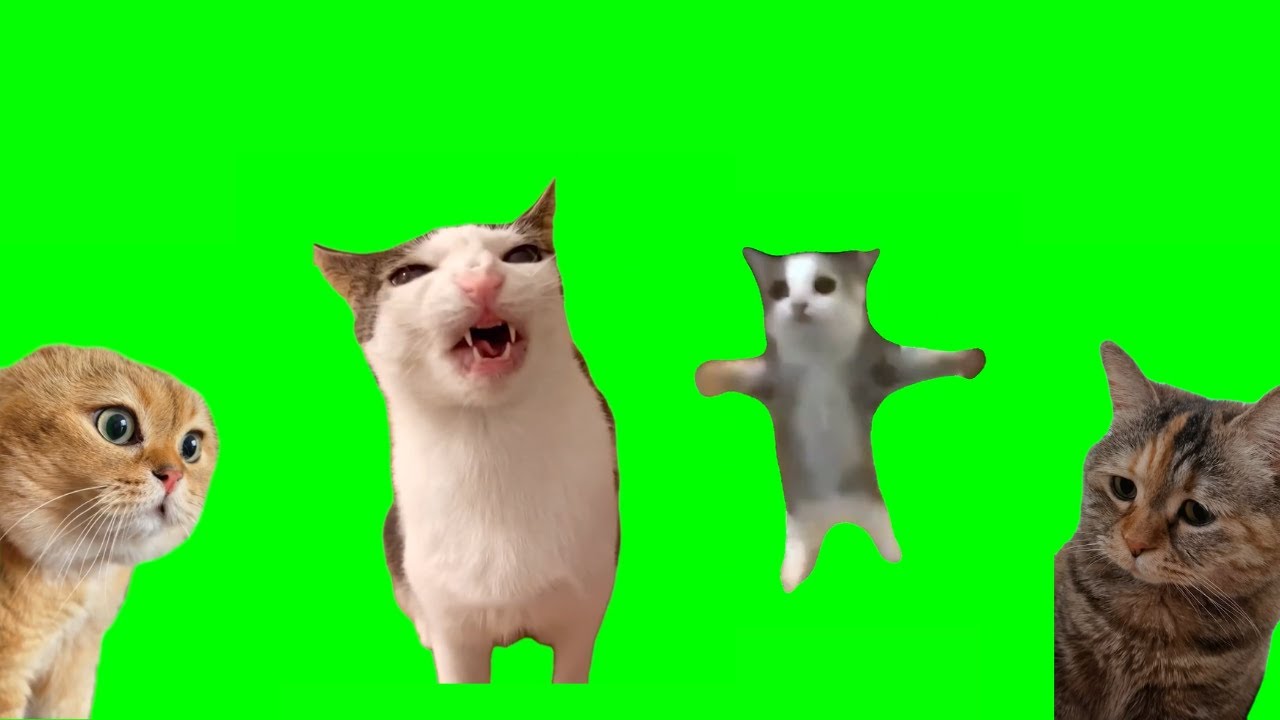 Chroma Key - Funny Cats Memes (Green Screen for Video Editing) - YouTube