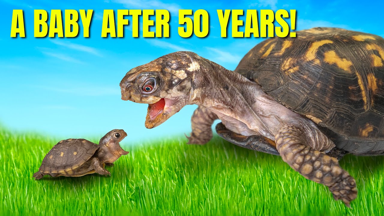 Rockalina Gets a Baby: 1977’s Kitchen Floor Turtle Fed Cat Food Finally ...