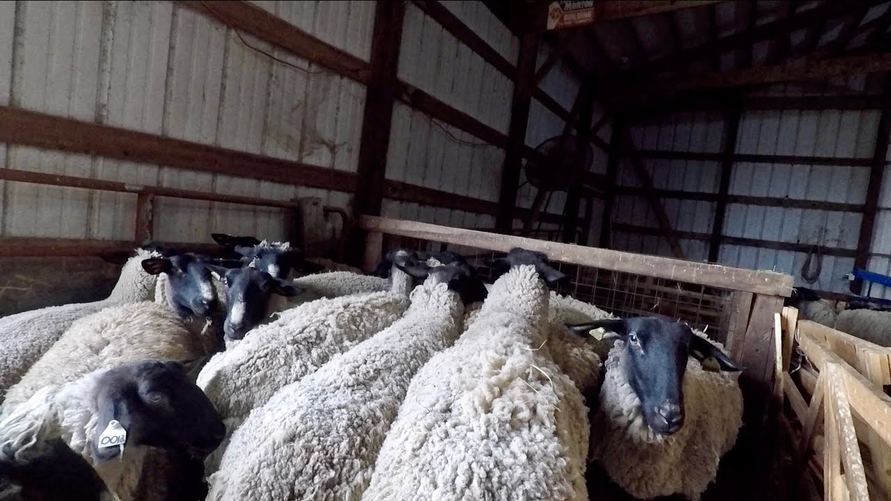 Culling Our Sheep Flock - YouTube