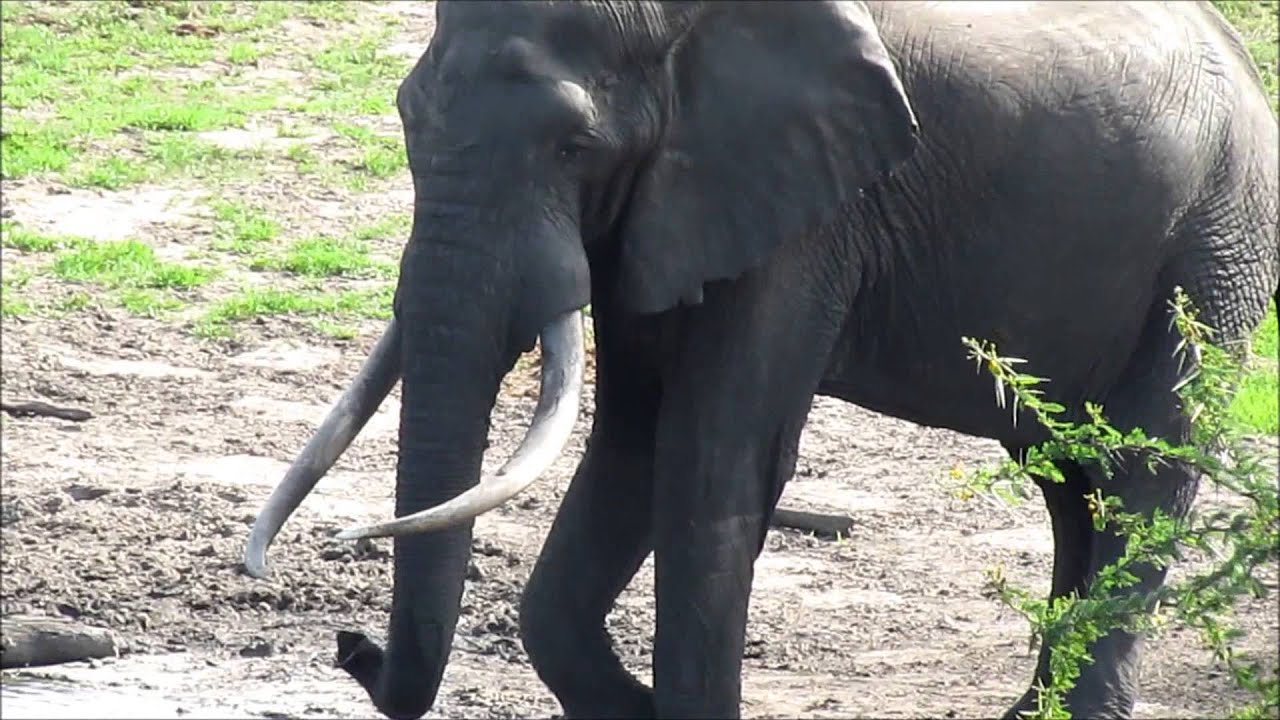 Tembe Elephant Park, South Africa. African Bull Elephant at the ...