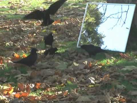 Crow mirror response behaviours - YouTube