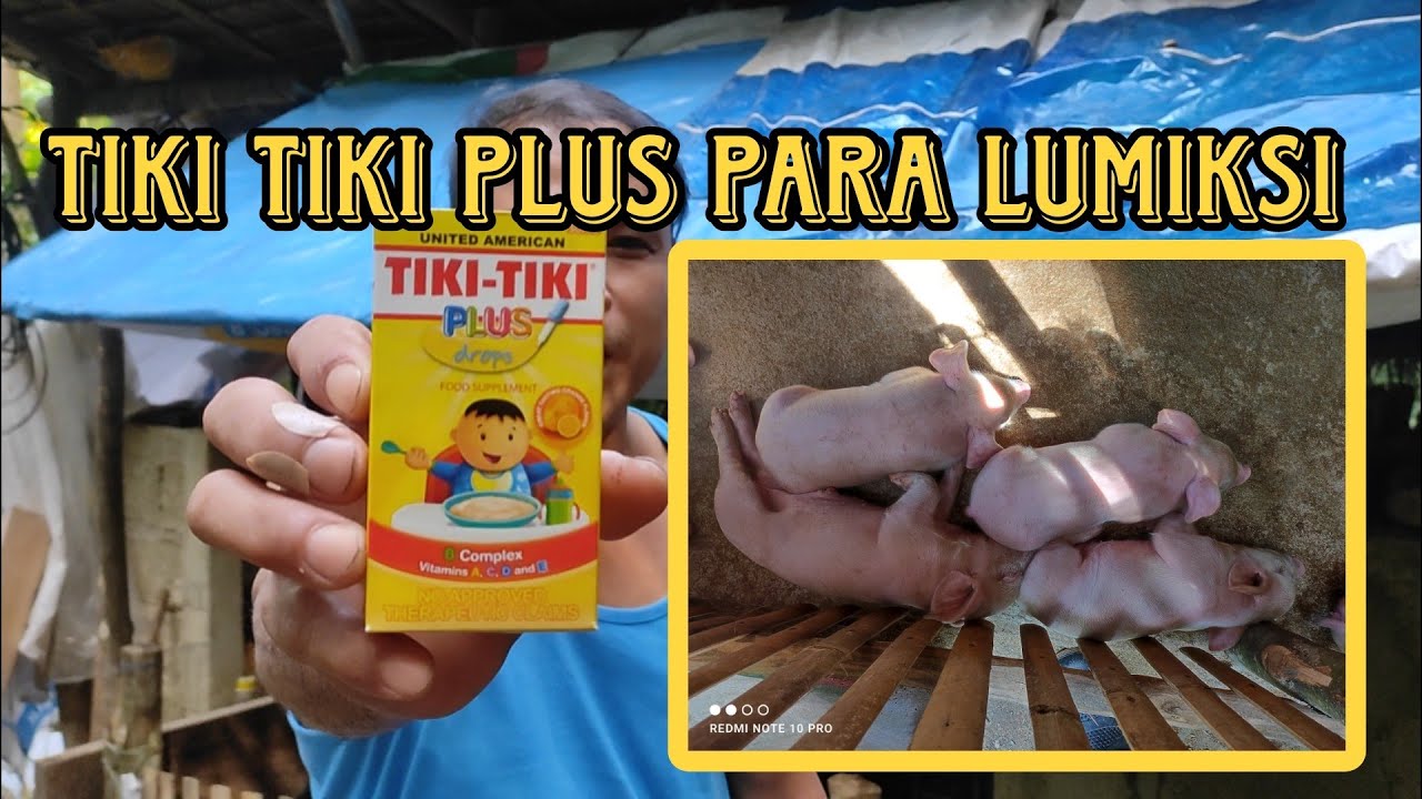 Magpapainom ako Ng tiki tiki plus sa mga biik ko para lumiksi sila ...