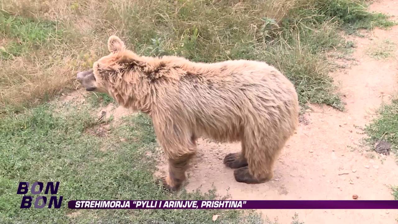STREHIMORJA "PYLLI I ARINJVE, PRISHTINA" 28.07.2016 - YouTube