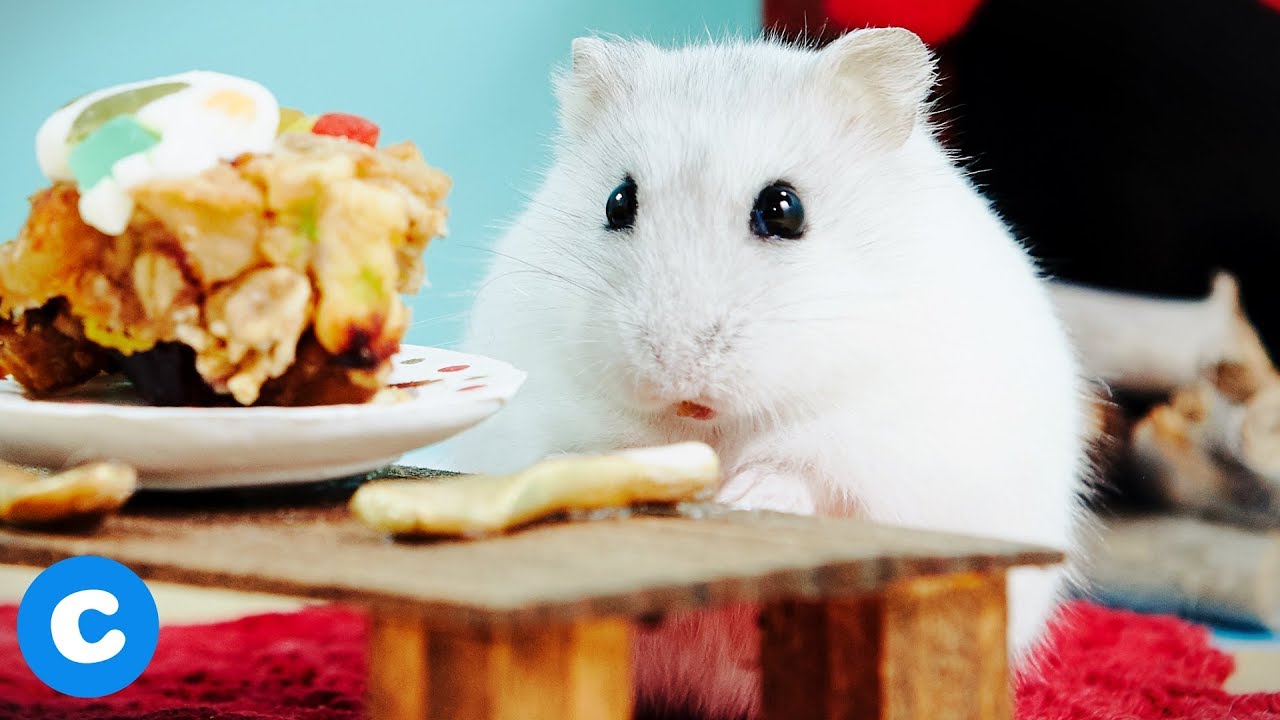 Hamster DIY Stocking Stuffer Treats | Chewy Eats - YouTube