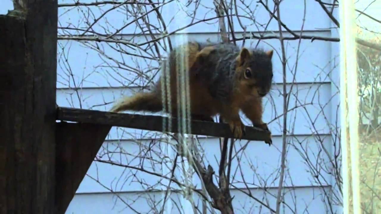 Little stubby tail squirrel - YouTube