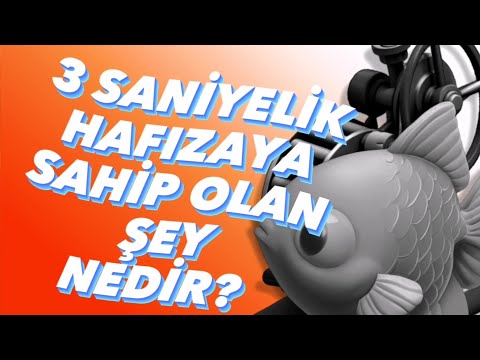 3 saniyelik hafızaya sahip olan şey nedir ?