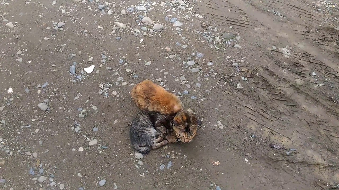 Muring and Kitten's LAST moment - YouTube