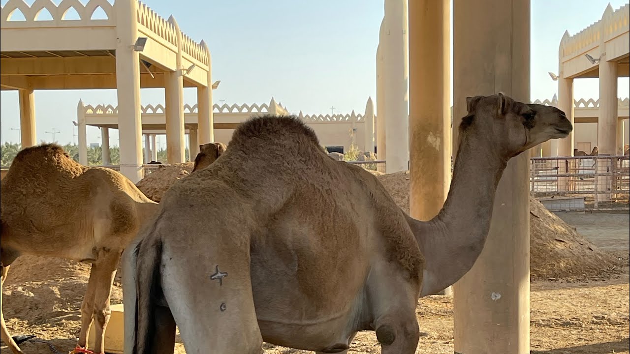 ROYAL CAMEL FARM - Manama Bahrain - YouTube