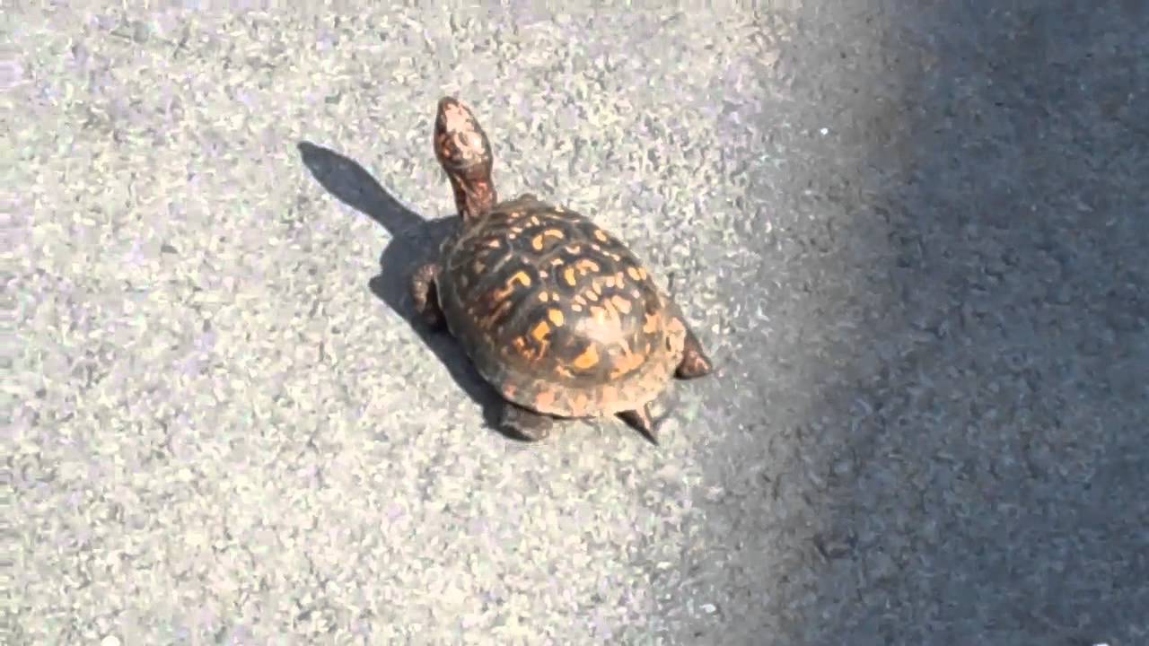Herding Turtles - YouTube