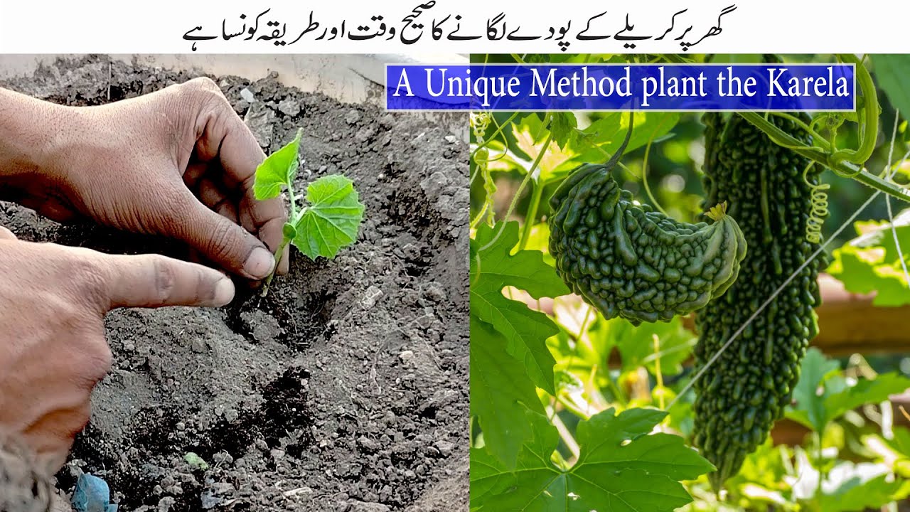 How to Grow Karela/Bitter Gourd At Home | Bitter gourd is very easy to ...