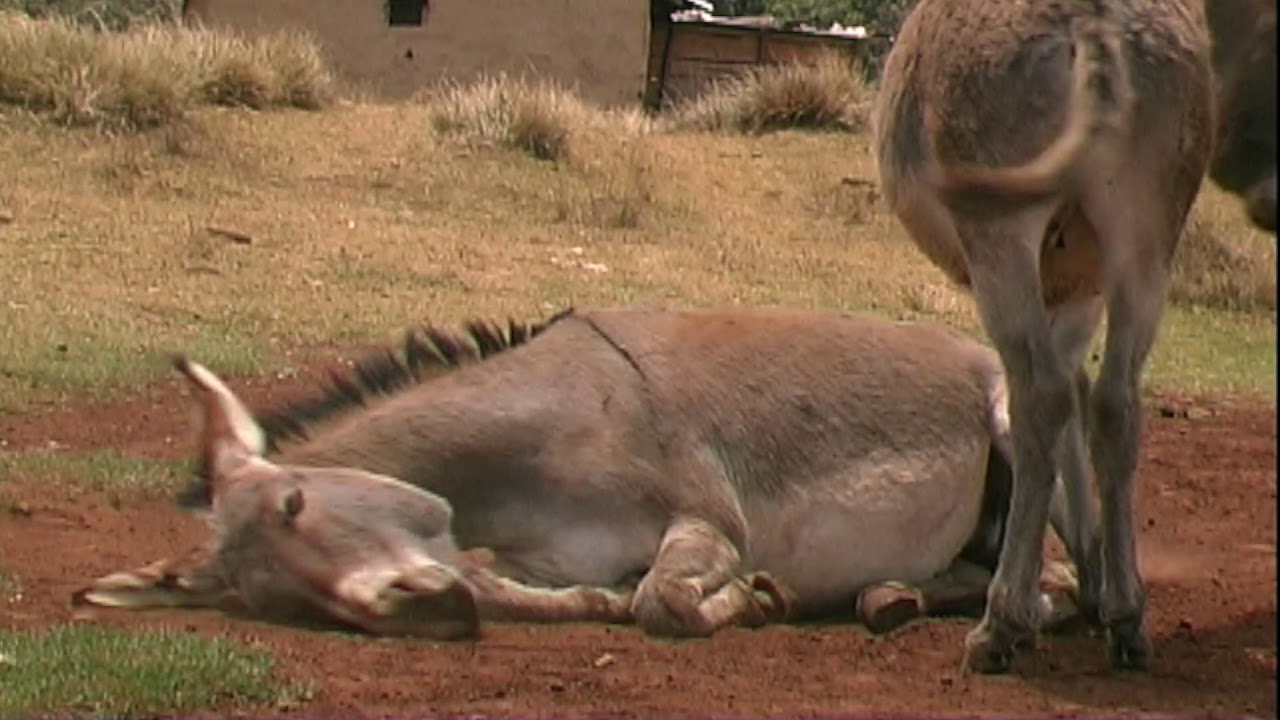 Diseases in Donkeys: How to Diagnose and Treat (Swahili.) - YouTube