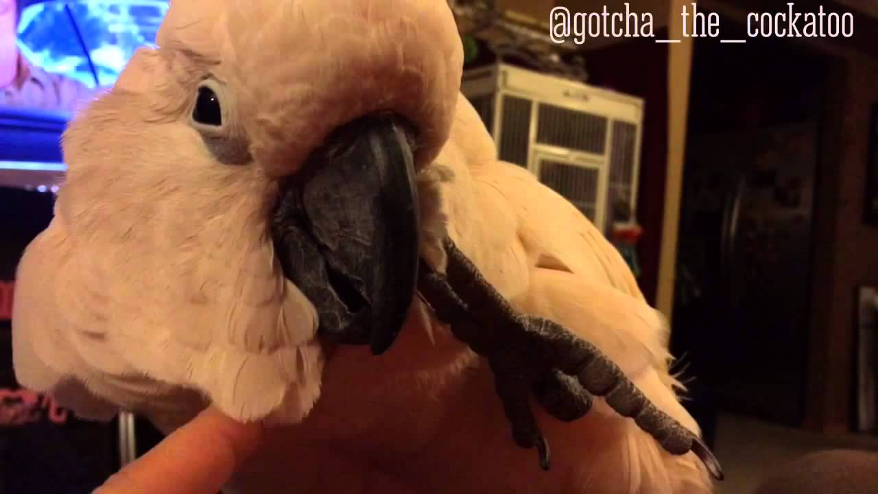 Dino Toes make for excellent scritching tools 👣 - YouTube