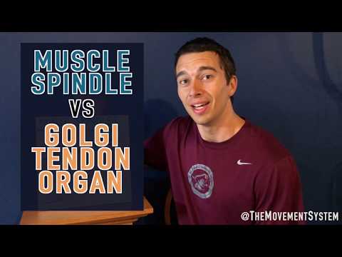 How Are Golgi Tendon Organs Affected By Static Stretching