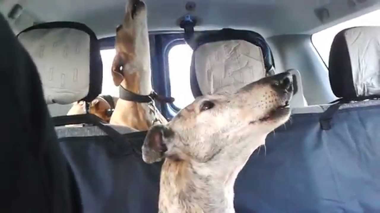 Howling wolves in the car - YouTube