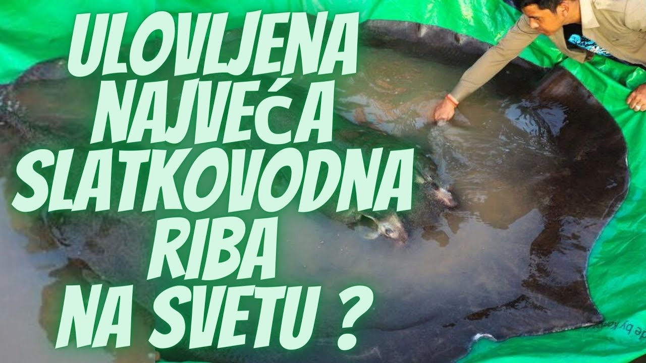 Ulovljena Najveća Slatkovodna Riba Na Svetu! - YouTube