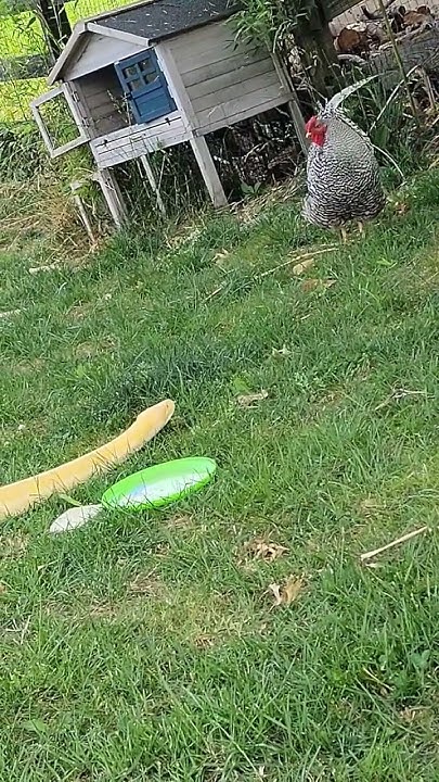 Giant Python Creeping On Big Rooster! - YouTube