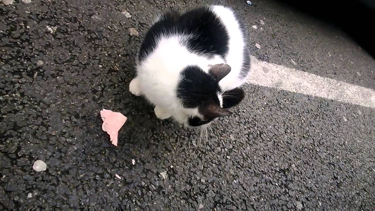 crazy funny hungry cat - YouTube