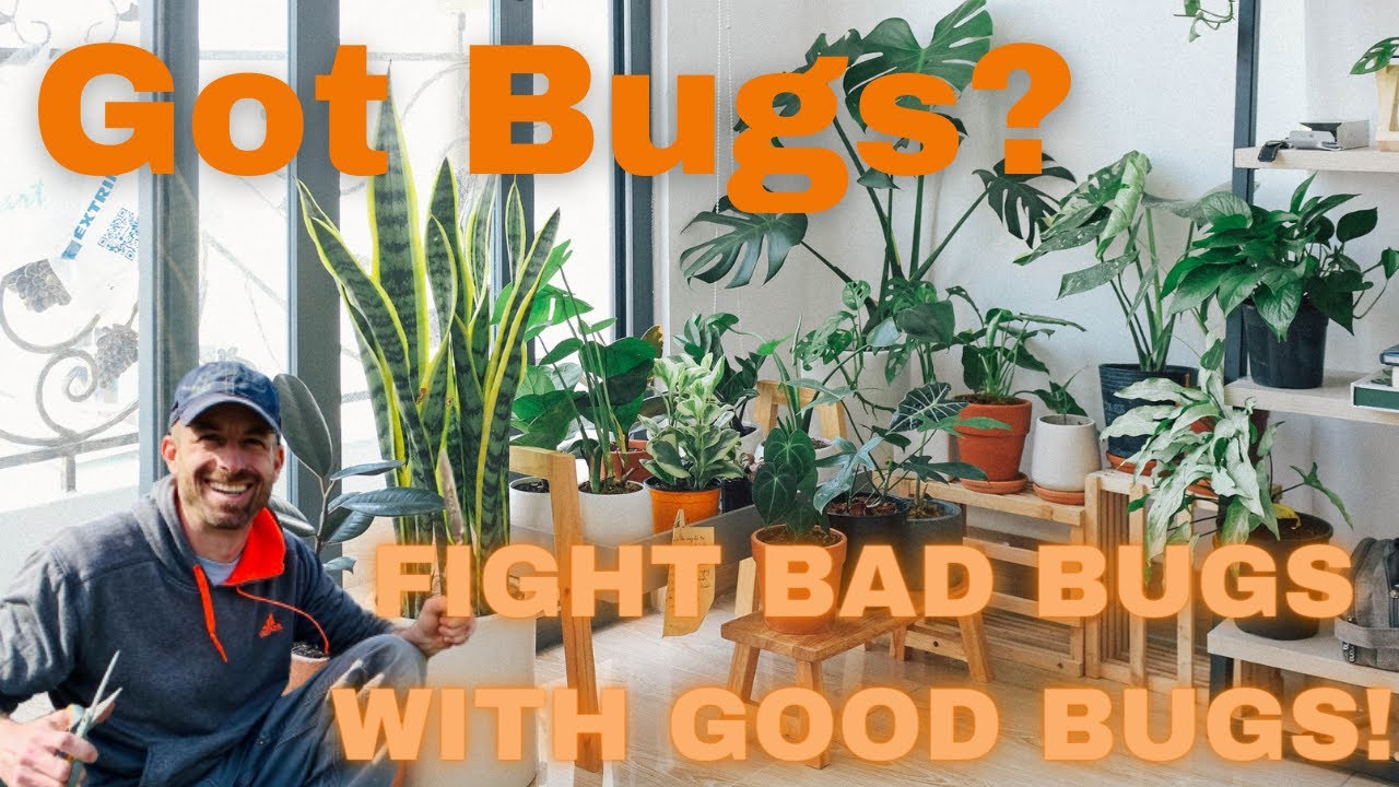 Beneficial Predatory Bugs Help Control Plant Pests - YouTube