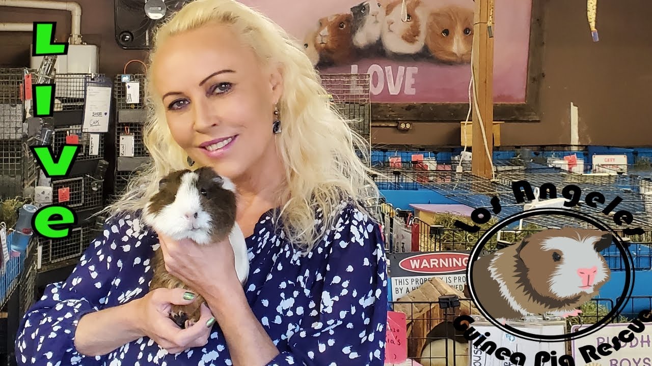 Saving Guinea Pigs: A Saturday Adventure - YouTube